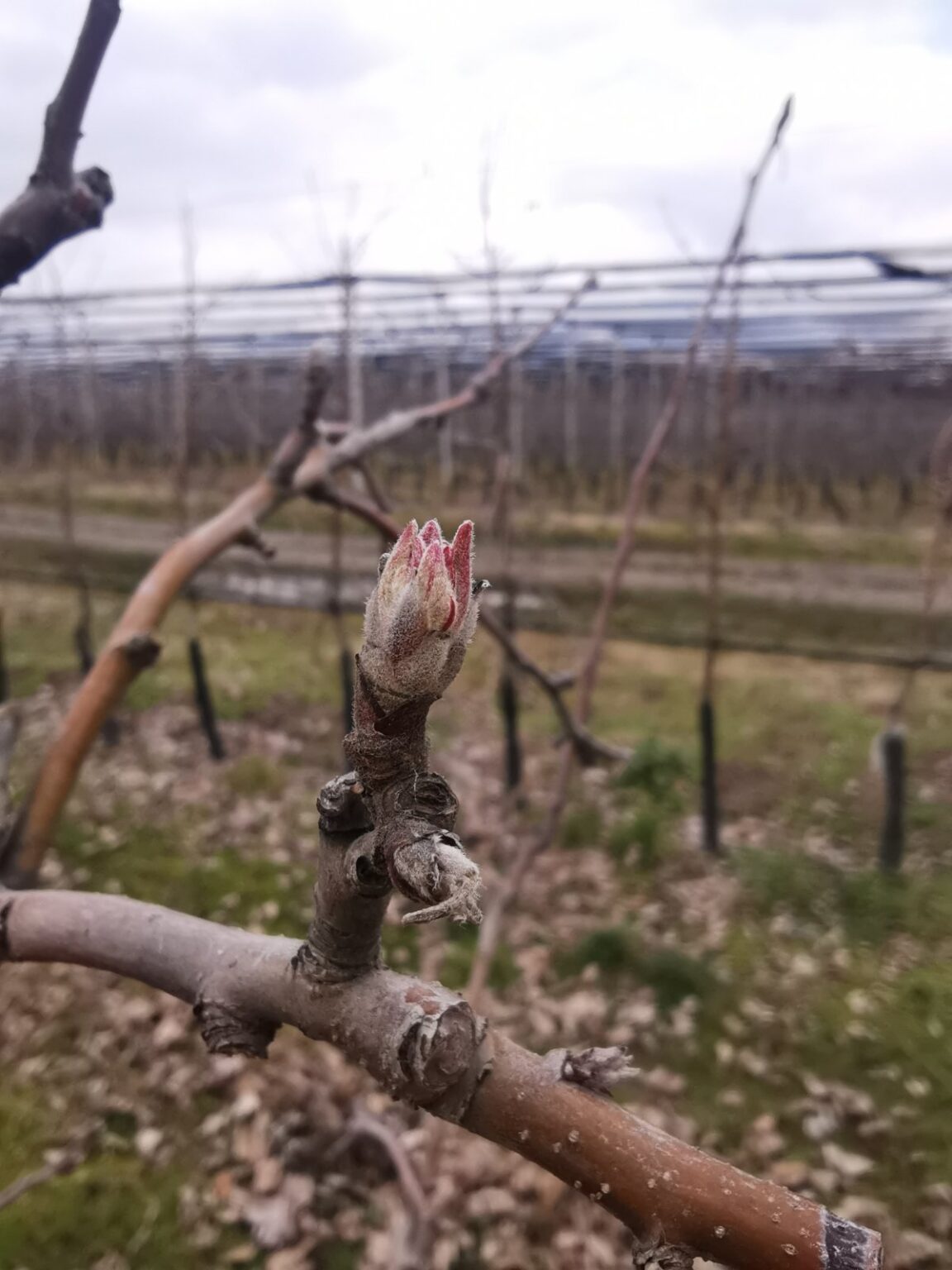 SAVET AGRONOMA - Bubrenje pupoljaka i mišije uši kod jabuke - Agrounik